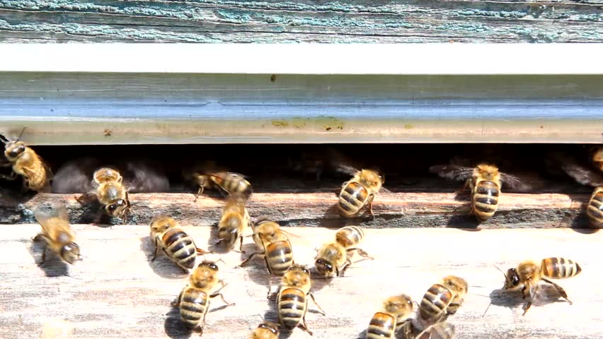 Movement of the Wings Bees Stock Footage Video (100% Royalty-free ...