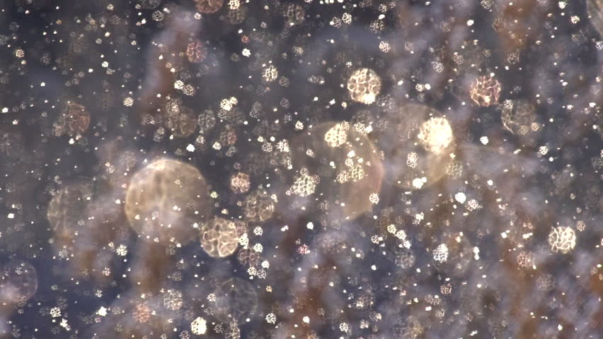 Slowly Falling Big Real Snowflakes Against White Sky. Blurred Abstract ...