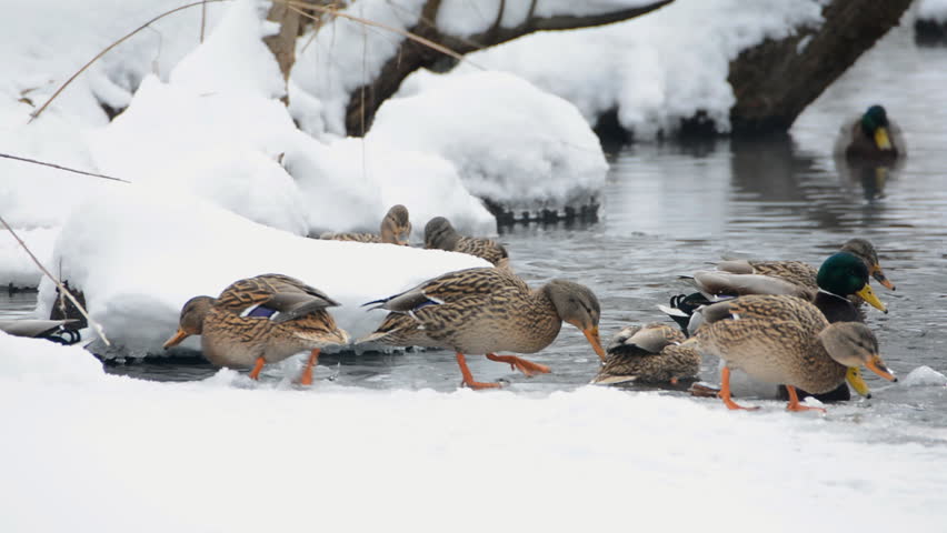 Ducks Swimming In Frozen Pond With Snow And Ice Surrounding Them. Stock ...