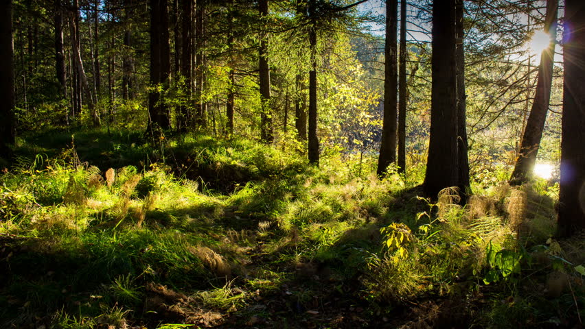 Swedish Forest In Summer - Sweden Stock Footage Video 19295782 ...
