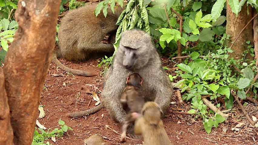 Chacma Baboon (Papio Ursinus) Mother And Baby Search For Food In Chobe ...