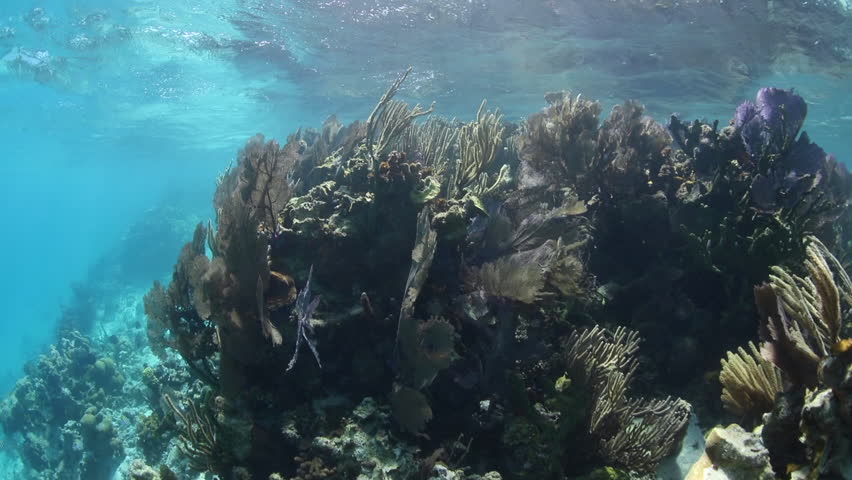 Gorgonians Wave Gently Back And Forth As They Grow On A Shallow Coral ...