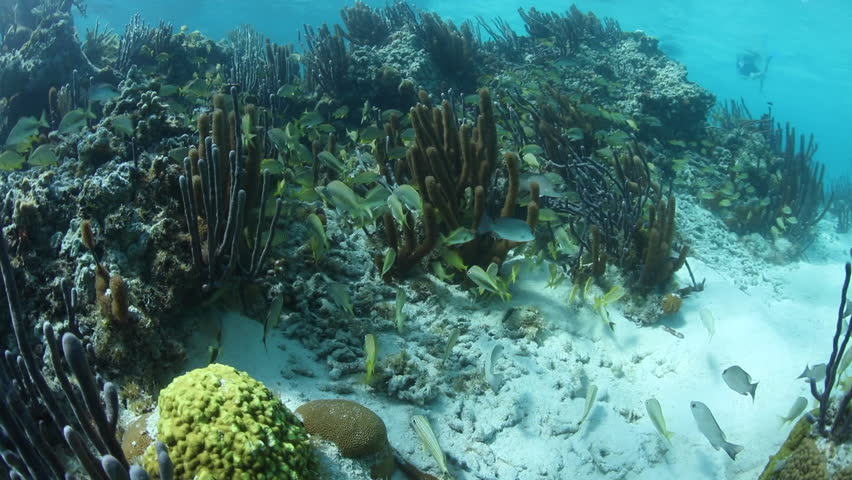 Gorgonians Wave Gently Back And Forth As They Grow On A Shallow Coral ...