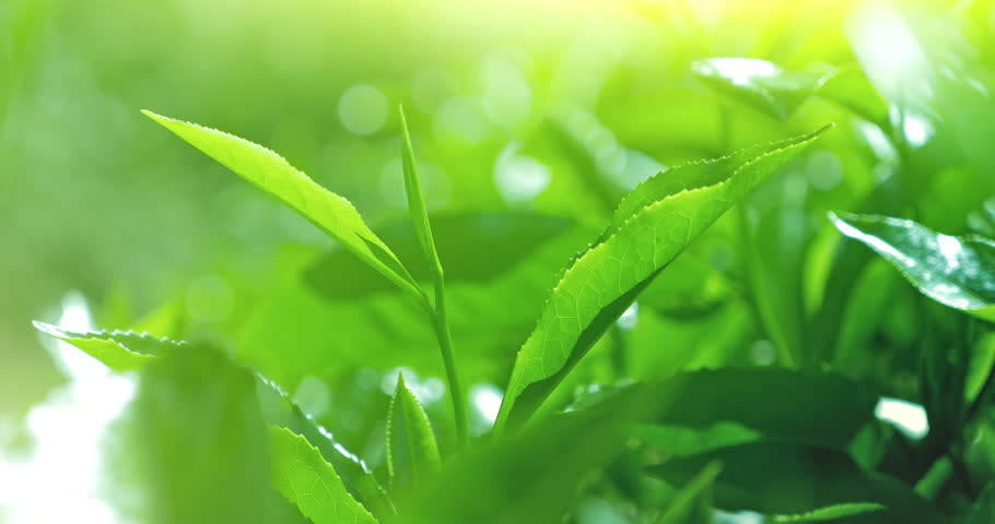 Fresh Green Tea Leaves On Stock Footage Video (100% Royalty-free ...