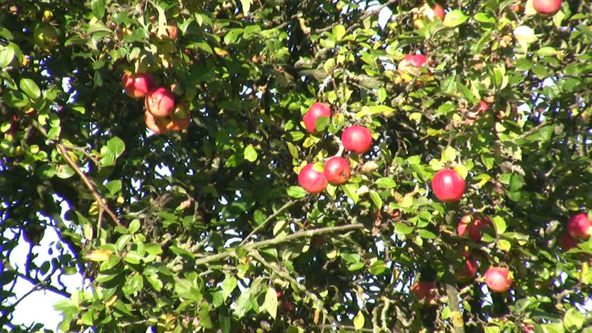 Apple Tree in a Rural Stock Footage Video (100% Royalty-free) 2477381 ...