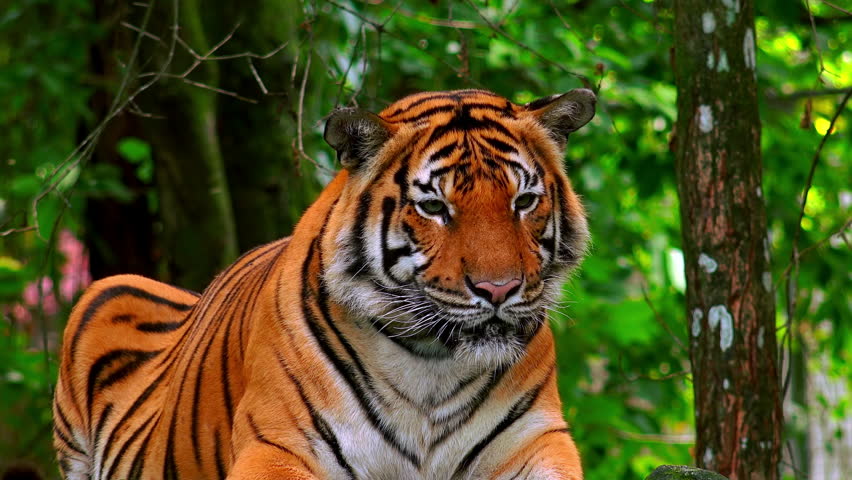 Tiger Screaming Shot In Forest Varastovideo 6739180 | Shutterstock