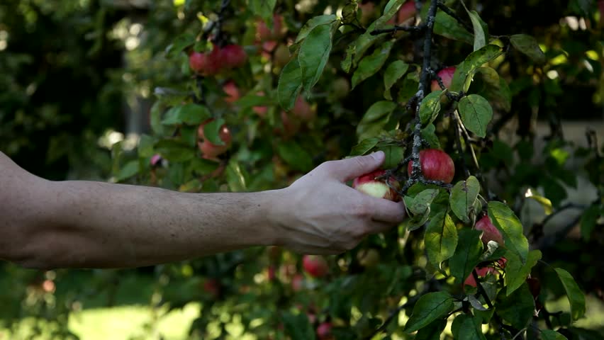 Apples Trees Of Marpha, Mustang, Nepal. Marpha Is Also Know As The ...