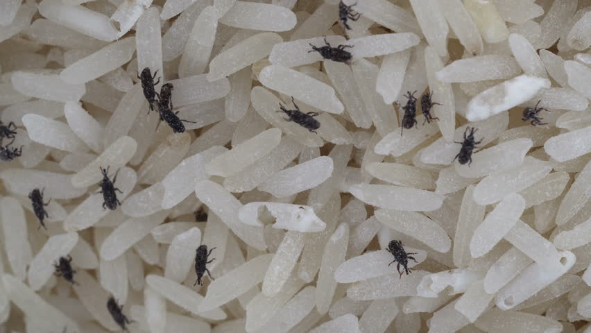 Stock video of close up shot of rice weevil | 24891611 | Shutterstock