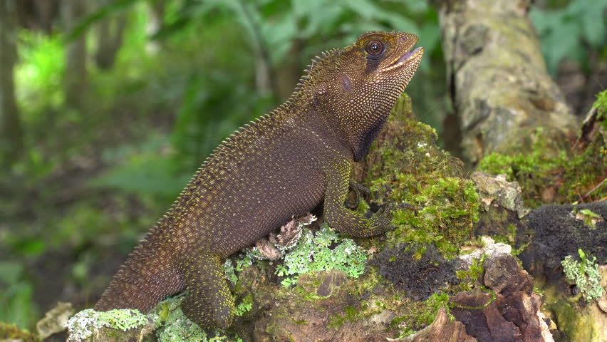 Amazon Forest Dragon (Enyalioides Laticeps) Stock Footage Video 2206972 ...