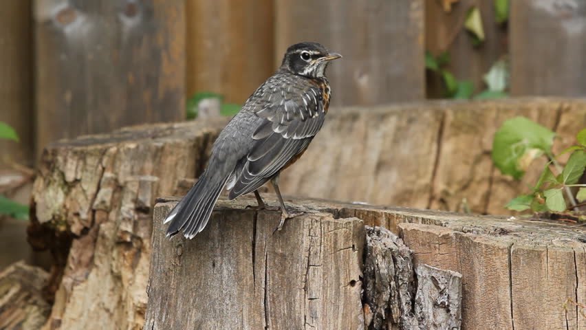 Young American Robin. A Young Robin Perched On A Log, Showing Front ...