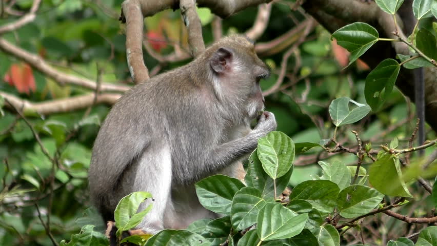 Endangered Silver Leaf Monkey Or Silvery Lutung (Trachypithecus ...