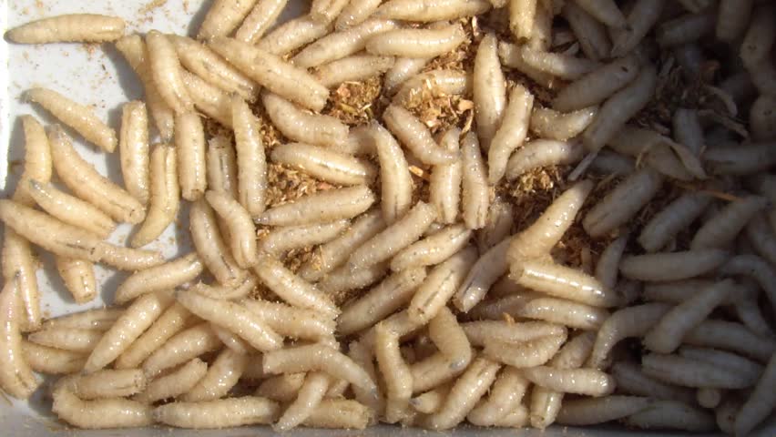 Close-up. Maggots of Fly. Fishing Stock Footage Video (100% Royalty ...