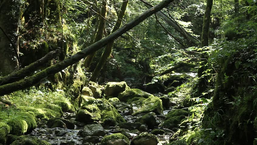 Rainforest, Selva Lacandona, Chiapas. Mexico Videos de metraje en stock ...