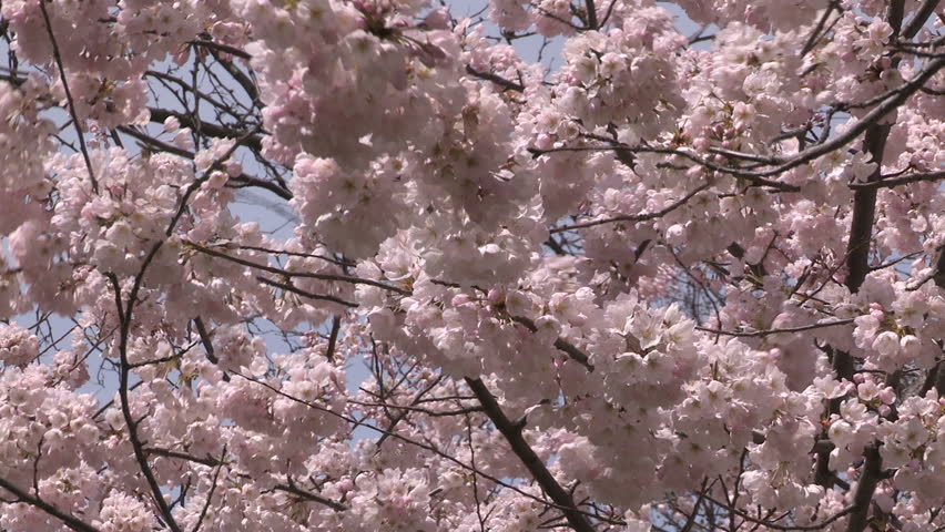 Toronto, Ontario, Canada April 2017 Cherry Blossoms Sakura At ...
