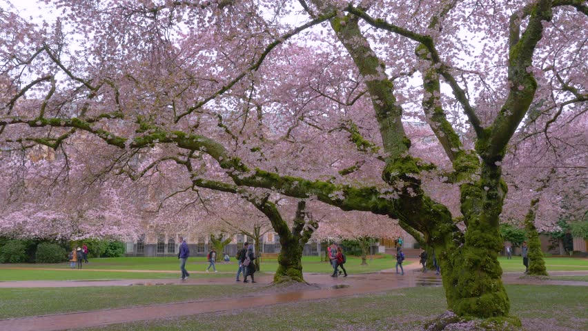 SEATTLE, WASHINGTON, UNITED STATES - APRIL 12, 2017: Beautiful Pink ...