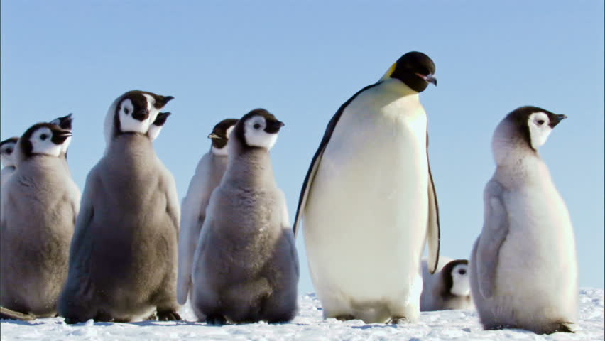 Penguins in Antarctica image - Free stock photo - Public Domain photo ...