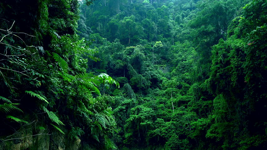 Breathtaking View Of Mysterious Impenetrable Jungle Of Deep Vivid Green ...