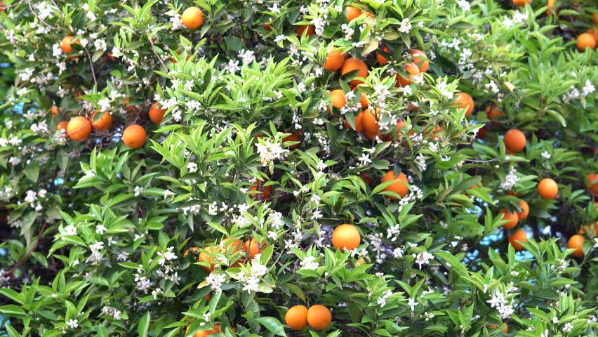 Blooming Orange Tree With Fruits On Orange Farm Stock Footage Video ...