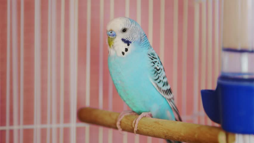 Blue Parakeet Perched Resting in Stock Footage Video (100% Royalty-free ...