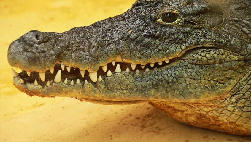 Stock video of big crocodile on yellow sand background | 2660291 ...