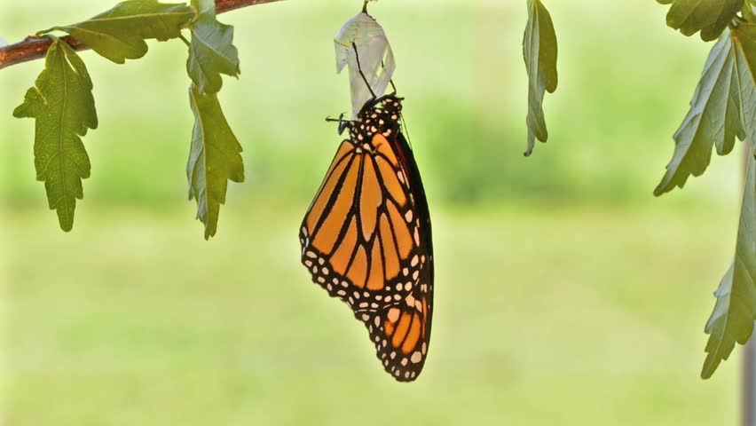 Monarch Butterfly Moments After Eclosion, Hanging Down On A Leaf ...