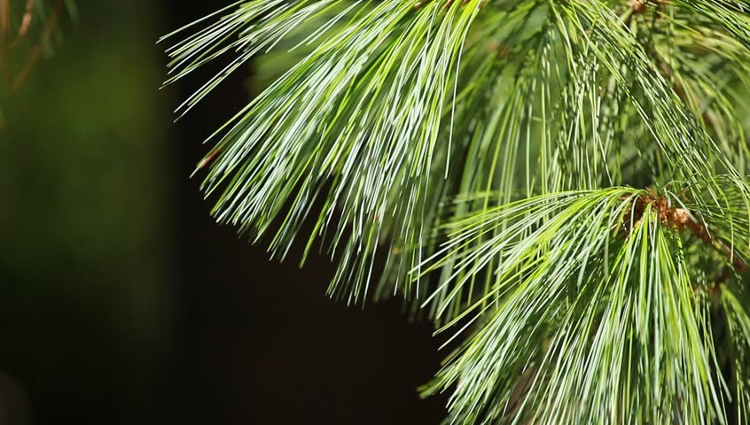 Green Pain Tree Leaves In The Wind. Stock Footage Video 2557913 ...
