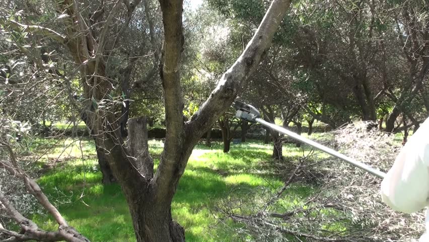 Cutting Branches of Olive Trees Stock Footage Video (100% Royalty-free ...