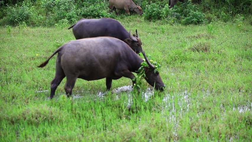 Buffalo grazing in the grass image - Free stock photo - Public Domain ...
