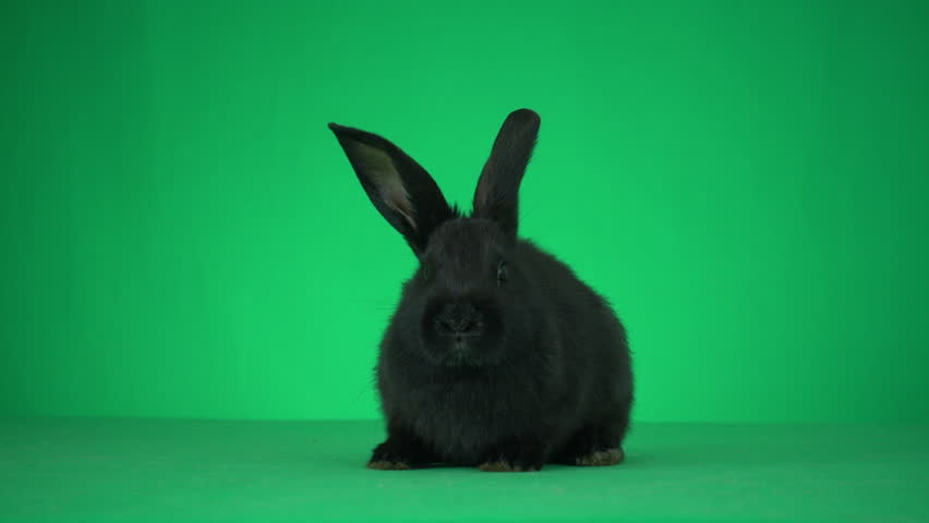 Funny Black Rabbit Sitting and Stockvideos & Filmmaterial (100 % ...