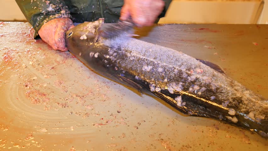 Cod, The Codfish. Quick Removing Of Scales With A Wire Brush On A ...