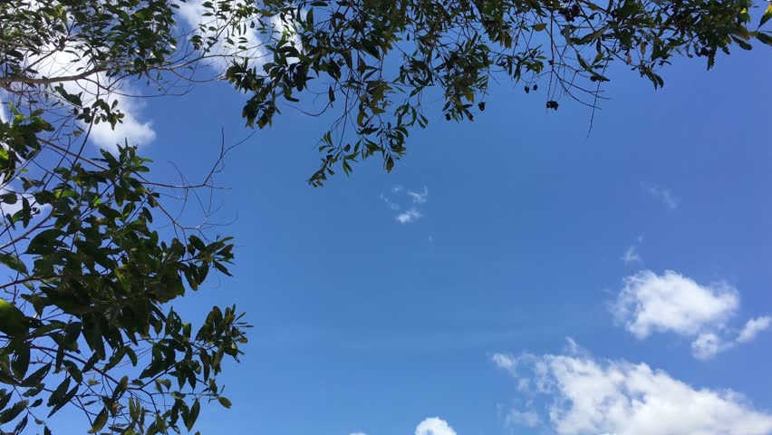 Sky Tree Trees Blue Background Stock Footage Video (100% Royalty-free ...