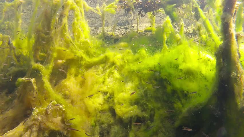 Green Underwater Wildlife Stock Footage Video (100% Royalty-free ...