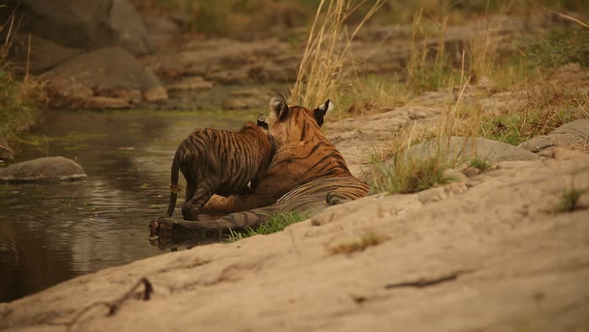 Tiger Cub Close Up Side Profile Big Cat Stock Footage Video 1007263624 ...