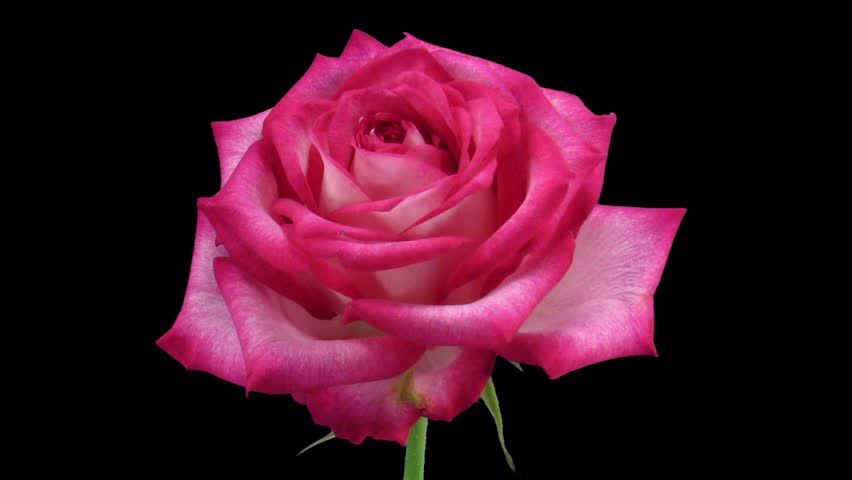 Pink Rose - Spinning Loop - Alpha Channel - 30 Fps - Close Rose Bloom ...
