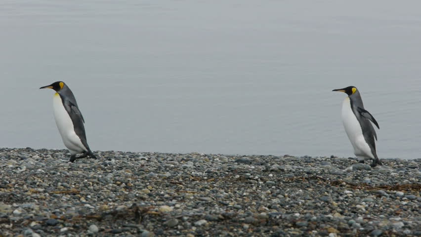 King Penguins image - Free stock photo - Public Domain photo - CC0 Images