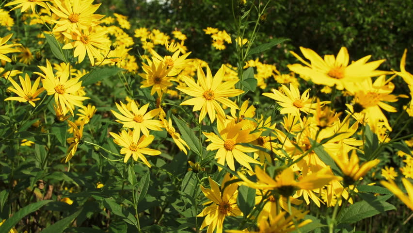 Topinambur (helianthus Tuberosus) Yellow Flowers Stock Footage Video ...