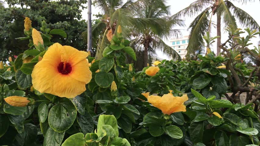 Yellow Hibiscus (hibiscus Rosa-sinensis, Shoeblackplant, Stock Footage ...