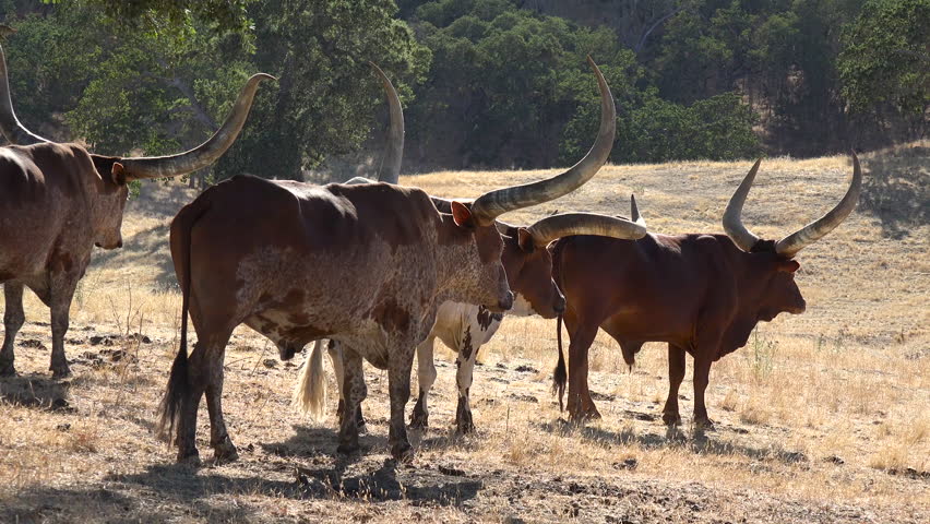 Male And Female Watusi Cattle With Baby Calf Stock Footage Video ...