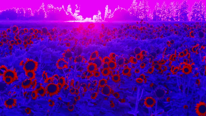 Psychedelic Sunflowers On Lsd, Blooming 스톡 동영상 비디오(100% 로열티프리) 28905751 ...