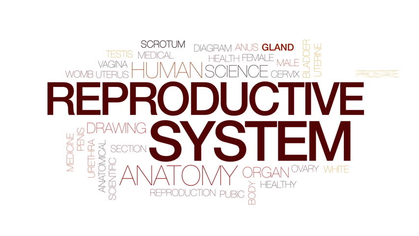 Human Reproductive System Stock Footage Video | Shutterstock