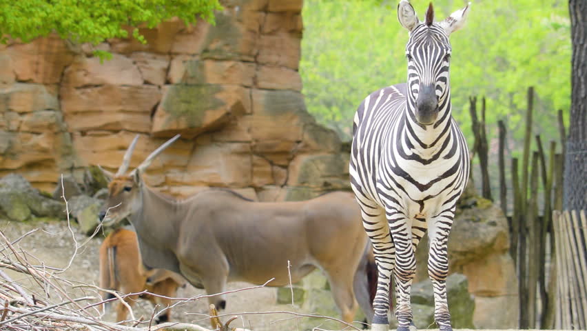 Zebra Running Startled From Drinking At A Watering Hole In The Etosha ...