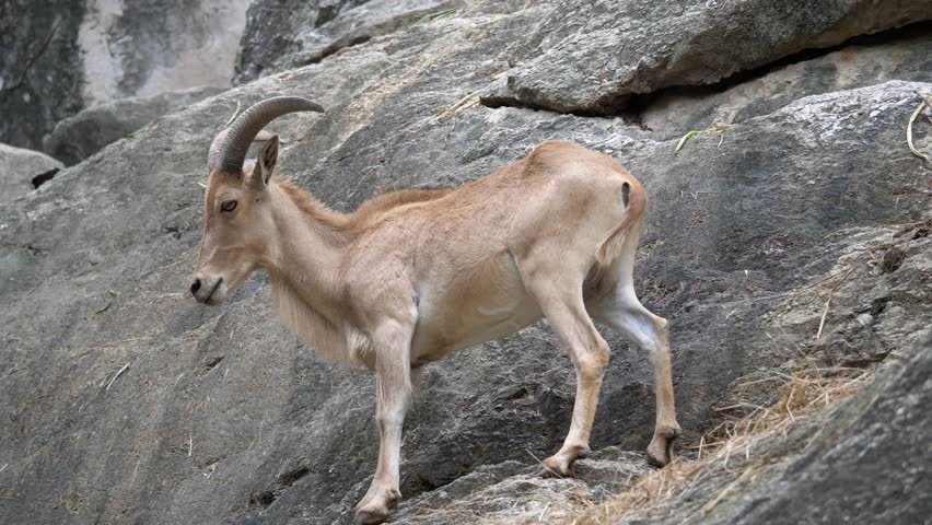 Mountain Goat standing on the rock image - Free stock photo - Public ...