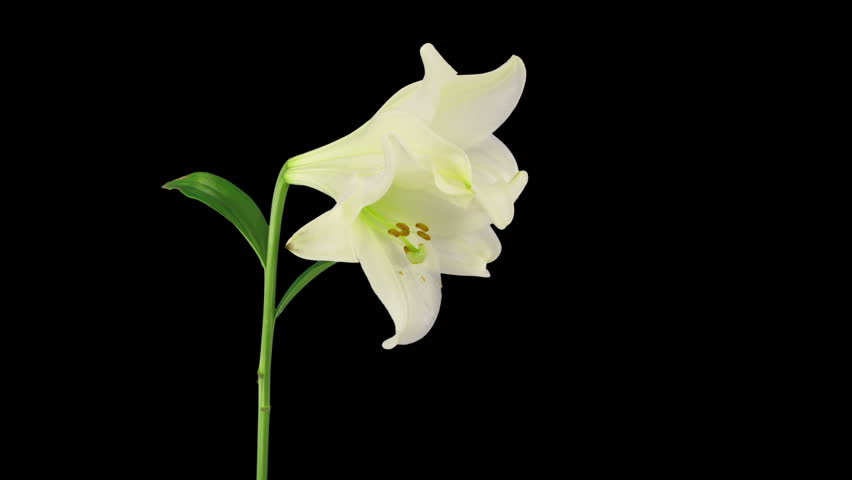 Stock Video Clip of Time-lapse of dying white Easter lily 13x3 ...