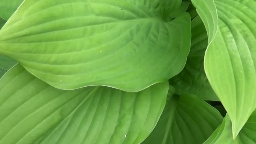 Fresh Green Leaves Of Hosta Plant In The Garden. HD Video Footage ...