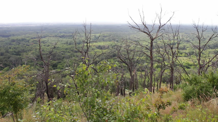 Stock video of dry dead trees next to the | 29964661 | Shutterstock