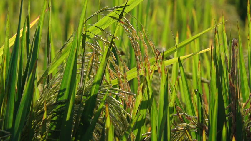 Paddy Fields Stock Footage Video 18851840 | Shutterstock