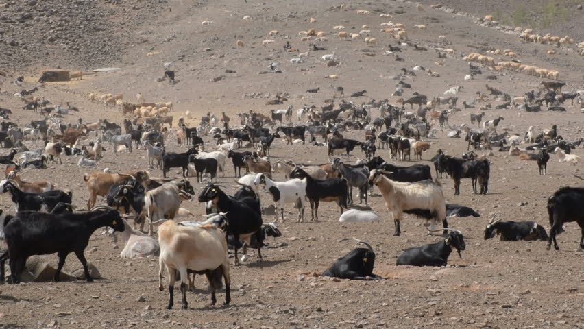 IRAQ - CIRCA 2003: Young Iraqi Men And Boys Herd Sheep On A Farm Circa ...