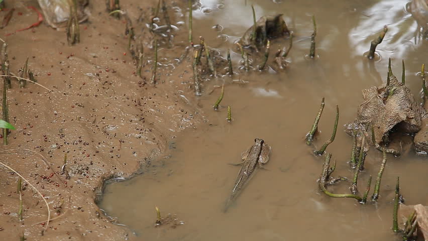 Mudskipper,amphibious Fish On the Mangrove Stock Footage Video (100% ...