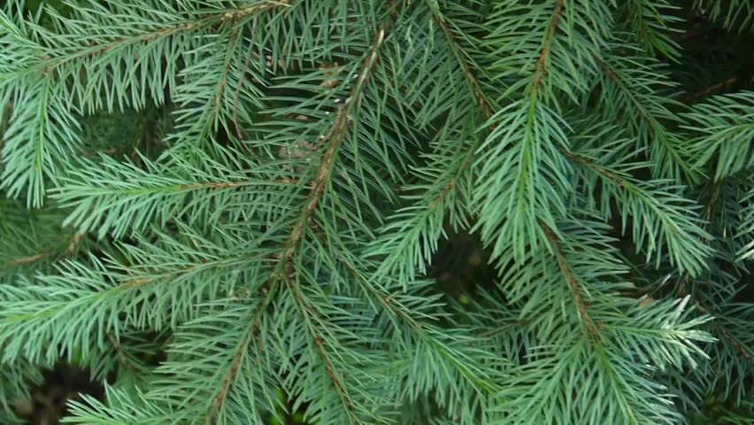 Young Green Fir Tree Branch Stock Footage Video (100% Royalty-free ...