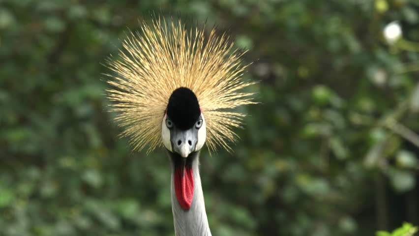 Close up of a Crane Bird image - Free stock photo - Public Domain photo ...